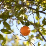 Biota Specialist Food Ingredients | Food, Beverage & Nutritional Markets